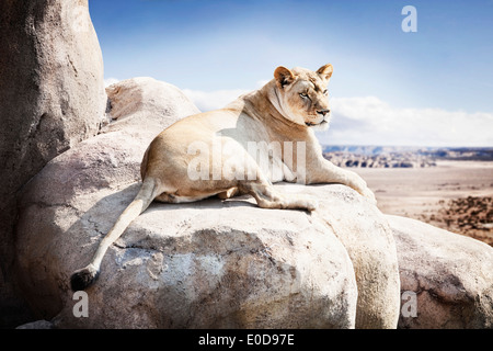 A lioness lying on a rock Stock Photo - Alamy
