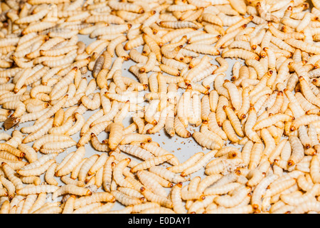 macro shot fo some disgusting mealworm maggots crawling around Stock ...