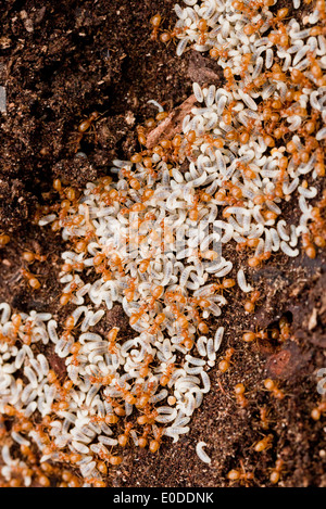 Red Fire Ant colony and larvae - USA Stock Photo - Alamy