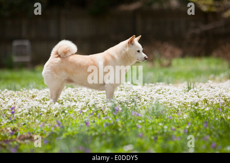 Side view of a Standing Shiba inu panting, isolated on white Stock ...