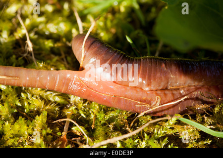 Close up of earthworms mating Stock Photo - Alamy