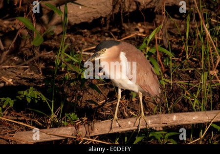Night Heron (Nycticorax caledonicus), Yellow Water Billabong, Kakadu ...