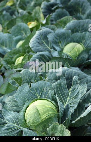 Young cabbage heads growing Stock Photo - Alamy