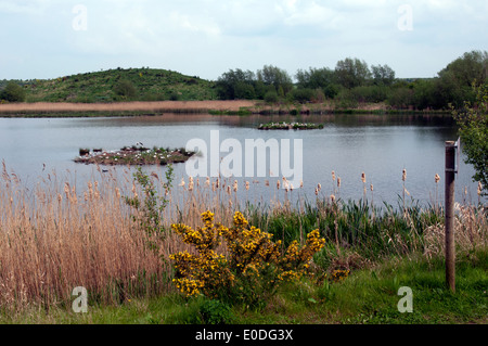 Middleton Lakes RSPB reserve, Warwickshire, England, UK Stock Photo - Alamy