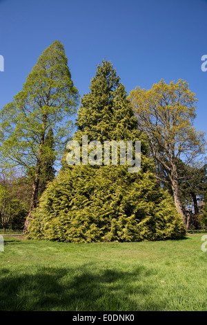 Conifer tree in a triangular shape Stock Photo - Alamy