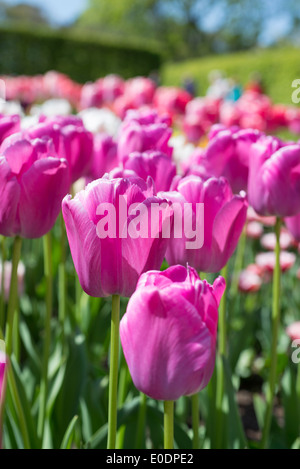 Tulips, Tulipa 'Purple Pride' Stock Photo - Alamy