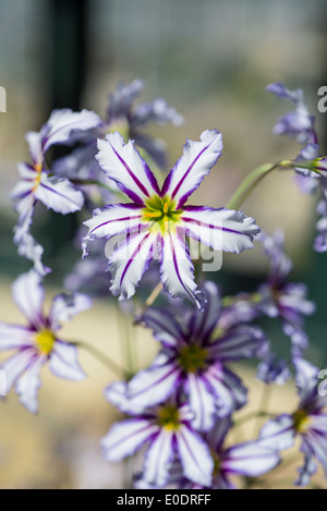 Andean glory of the sun lily, Leucocoryne vittata, Close top view of ...