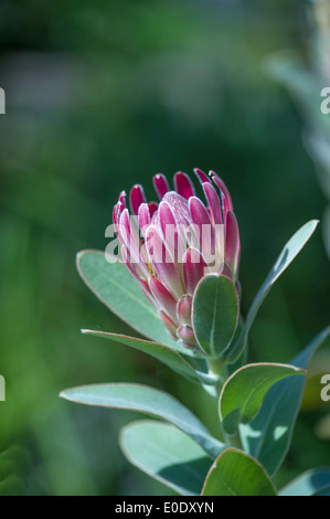 Protea compacta flower Stock Photo - Alamy