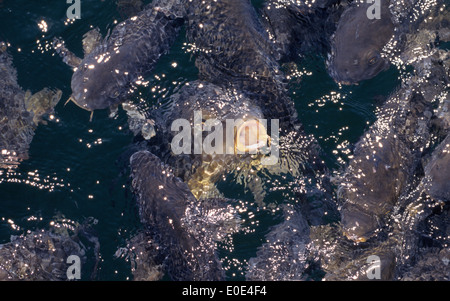 carp, lake mead, Nevada, fish, USA, United States, America, lake Stock ...