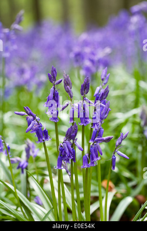 Close-up of springtime Bluebell bulb flower in a natural garden setting ...