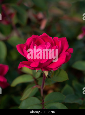 Blooming pink roses in the garden Stock Photo - Alamy