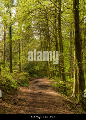 Woodland path in the Forest of Dean Stock Photo - Alamy