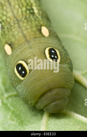 Grapevine hawk moth Stock Photo - Alamy