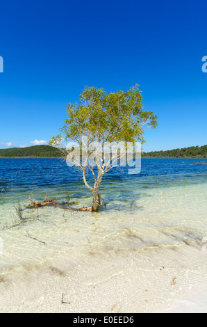 Lake Birrabeen, Grey Mangrove, Fraser Island, Queensland, QLD ...