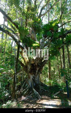 Tall trees, K’Gari Stock Photo - Alamy