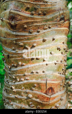 Pandanus spp, Fraser Island, QLD, Australia Stock Photo - Alamy