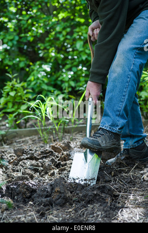 Adult male digging over garden soil Stock Photo - Alamy