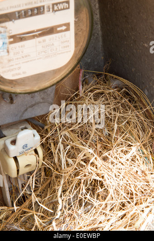 Nest of a sparrow in a cabinet with electrical meter (Vietnam Stock ...