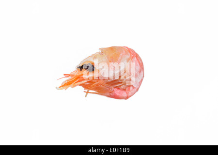 northern shrimp, pink shrimp, northern pink shrimp (Pandalus borealis ...