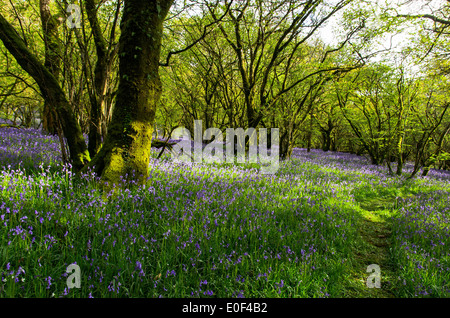 Bluebell carpet in Meldon Woods on the northern edge of Dartmoor Stock ...