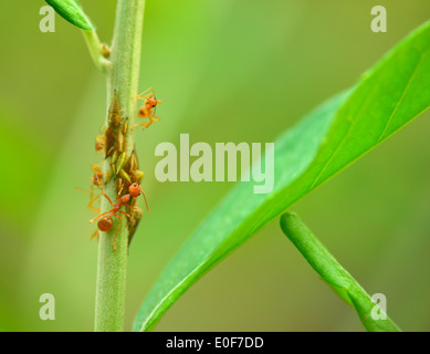 Red ants walking on tree branch with blur background of nature with ...