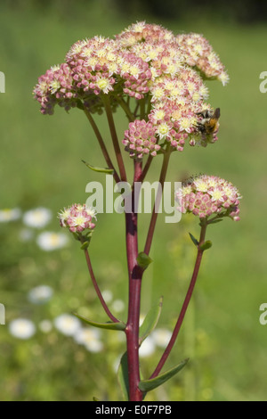 Orpine (Hylotelephium telephium Stock Photo - Alamy