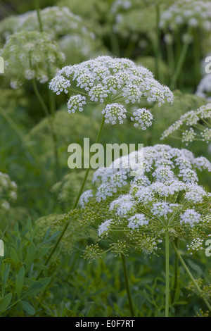 laserwort, laserpitium siler Stock Photo - Alamy