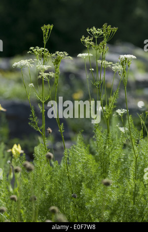 Spignel / Meu / Baldmoney (Meum athamanticum) in flower, Europe Stock ...