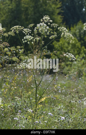 White flowers of broad leaved spignel Umbelliferae Peucedanum cervaria ...