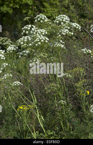 White flowers of broad leaved spignel Umbelliferae Peucedanum cervaria ...