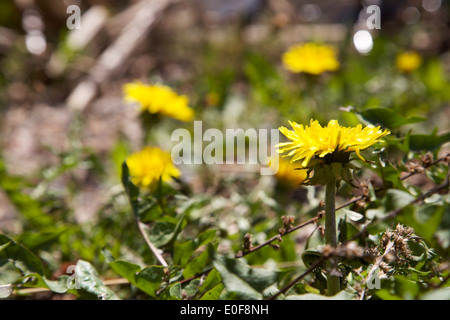 Dandelion blooming in spring in Finland Stock Photo - Alamy