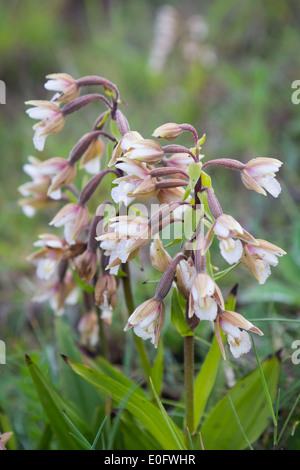 Epipactis palustris (marsh helleborine), a beautiful wild orchid native ...