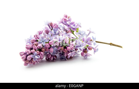 A branch of lilac lilac on a background of green leaves. Spring Stock ...