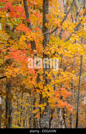 fall color trees acadia np maine Stock Photo - Alamy