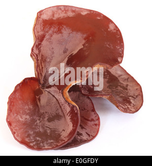 Jew's ear mushroom isolated on white background Stock Photo - Alamy