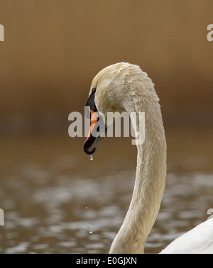 A eating swan in a dutch lake Stock Photo - Alamy