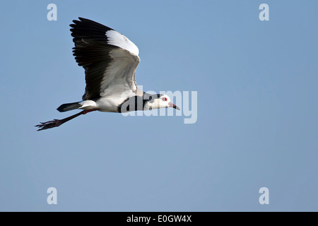 Langzehenkiebitz, Long-toed Lapwing at Lake Naivasha, Kenya Stock Photo ...