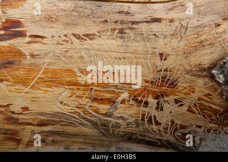 Signs of woodworm burrows in dead pine or fir tree wood in the Grand ...
