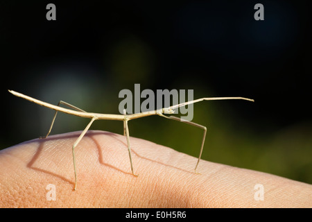 European stick insect (Bacillus rossius) also called the European stick ...