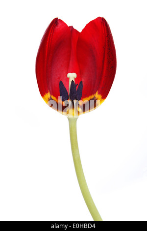 Yellow tulip cross section Stock Photo - Alamy