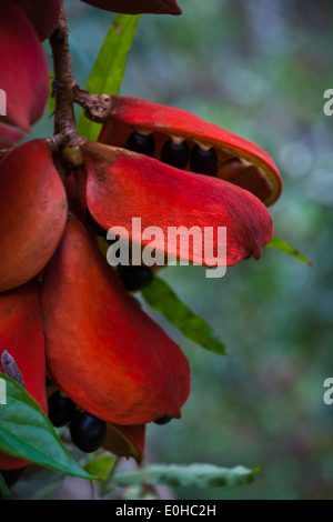 Fruit of the Kalumpang Tree in the Rainforest Discovery Centre in ...