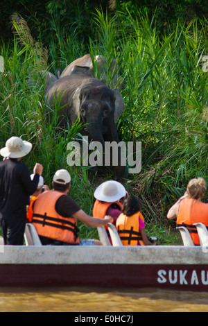 Elephant, woman, traveler, sanctuary, forest women sitting near ...