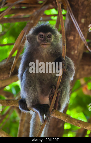Silvery lutung baby (Trachypithecus cristatus (selangorensis or ...