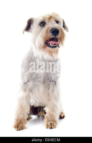 miniature schnauzer in front of white background Stock Photo - Alamy