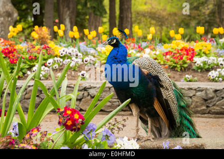 Peacock, Beacon Hill Park, Victoria, British Columbia, Canada Stock ...