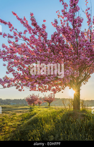Cherry tree blossom Stock Photo - Alamy