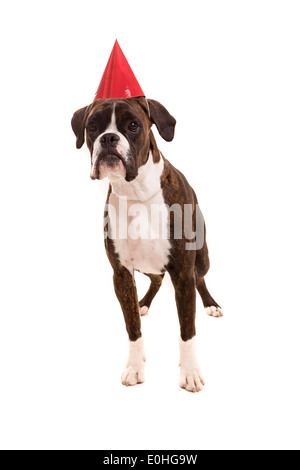 Boxer puppy wearing a festive hat, isolated over white background Stock ...