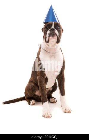 Boxer puppy wearing a festive hat, isolated over white background Stock ...