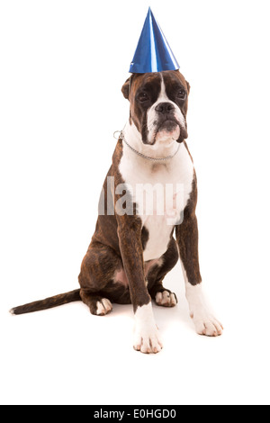 Boxer puppy wearing a festive hat, isolated over white background Stock ...