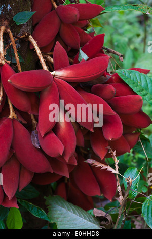 The Fruit Of The Kalumpang Tree, Sterculia Megistophylla, At The ...